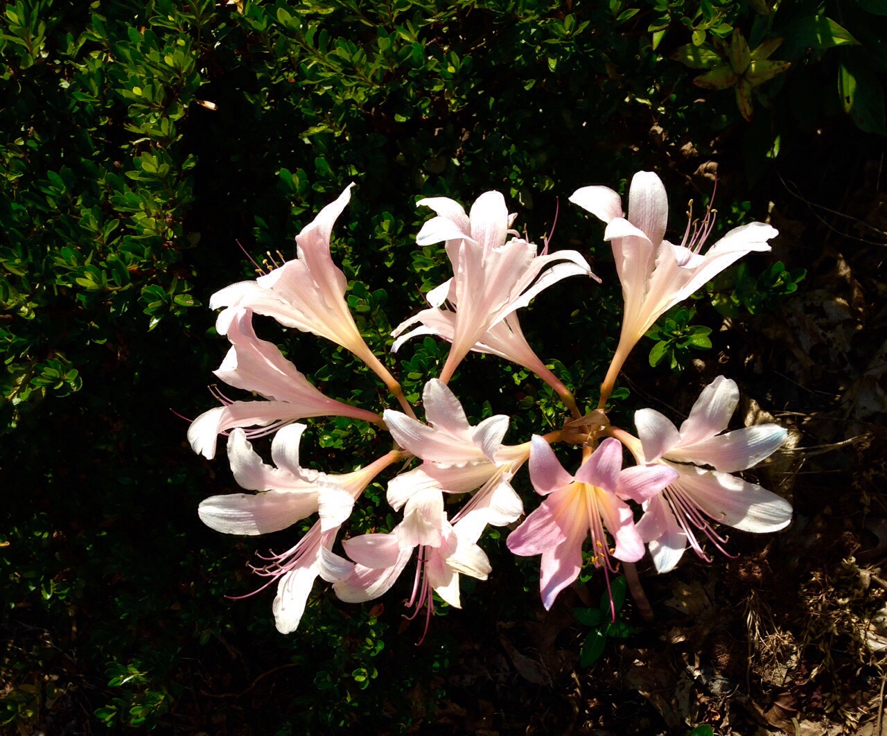 Lycoris squamigera……Resurrection Lilies – renewingofmind and body